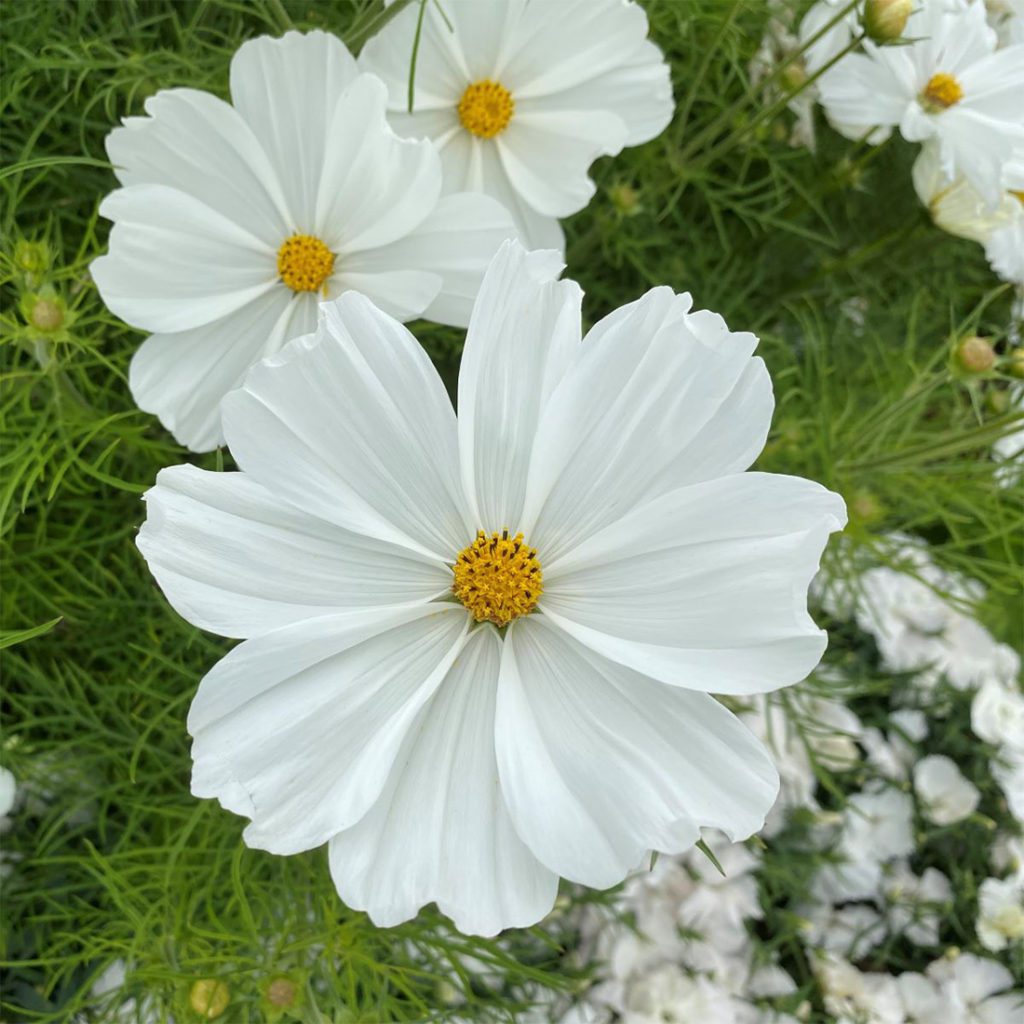 50 Pure White Cosmos Seeds - Welldales