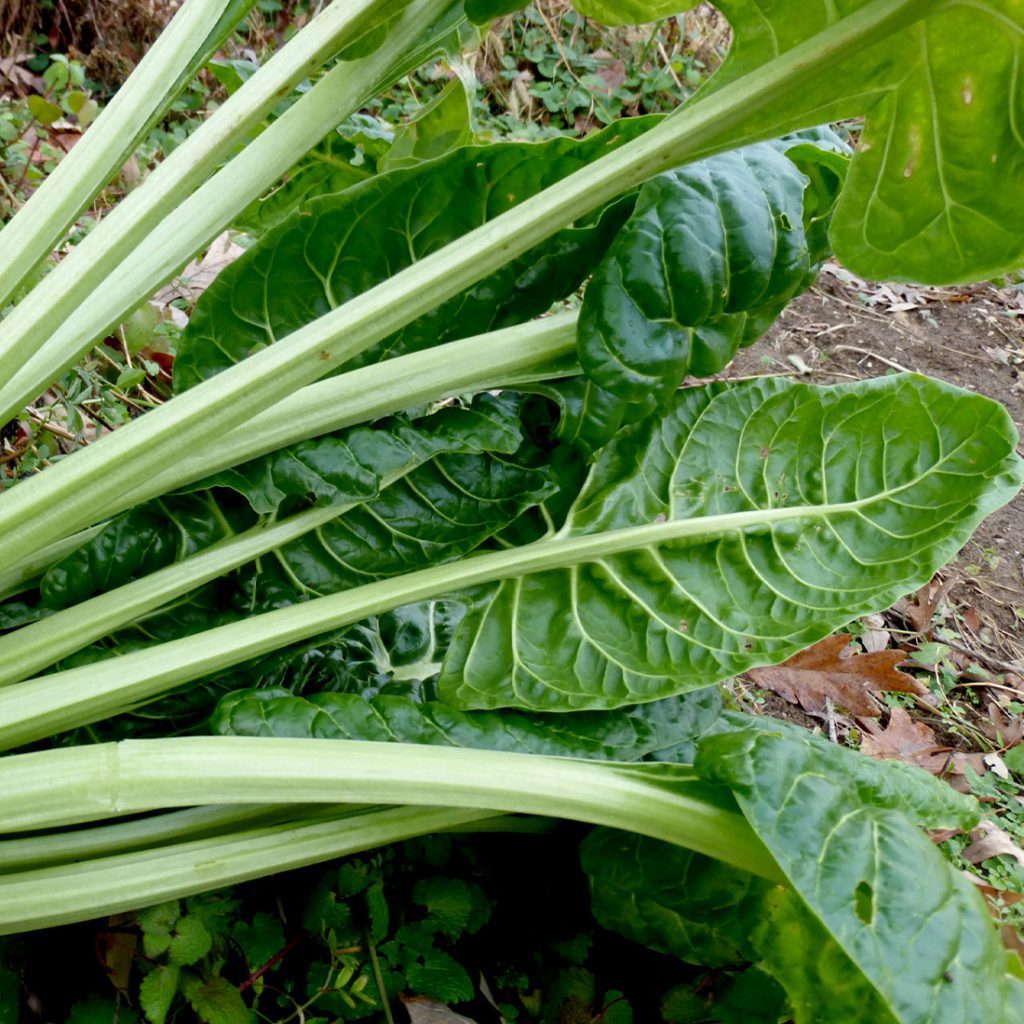 50 Winter Perpetual Spinach Seeds - Welldales