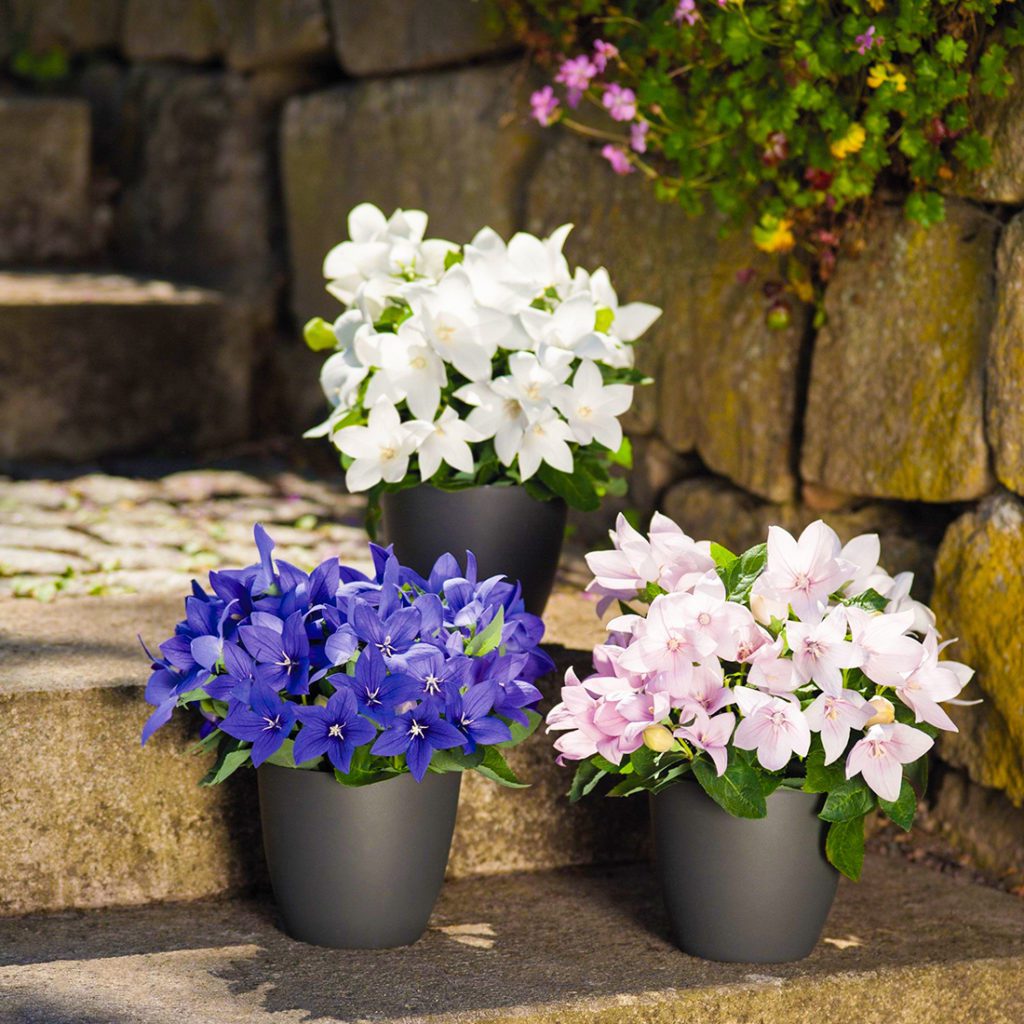 50 Pastel Balloon Platycodon Seeds - Welldales