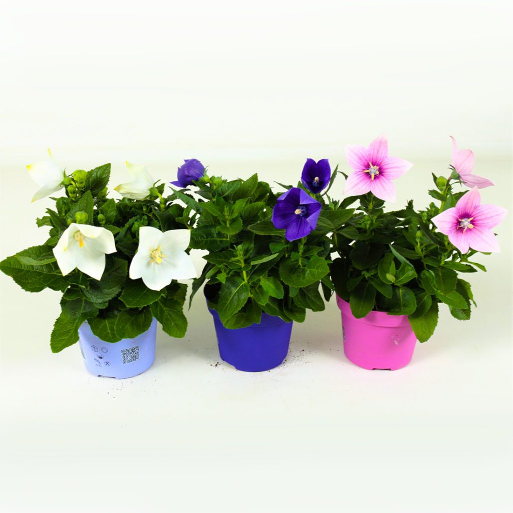 50 Pastel Balloon Platycodon Seeds - Welldales