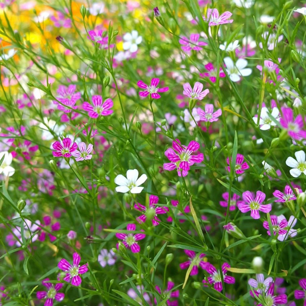 100 Creeping Rose Gypsophila Flower Seeds - Welldales