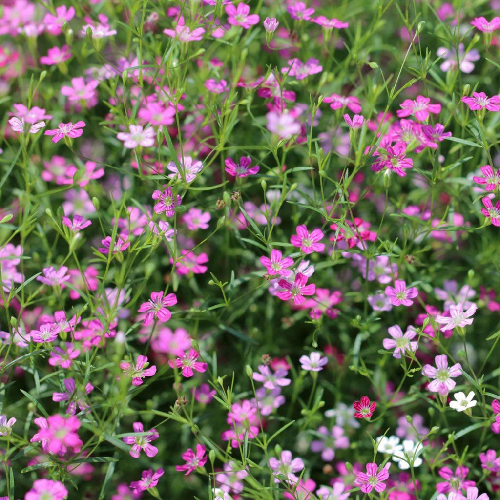 100 Creeping Rose Gypsophila Flower Seeds - Welldales