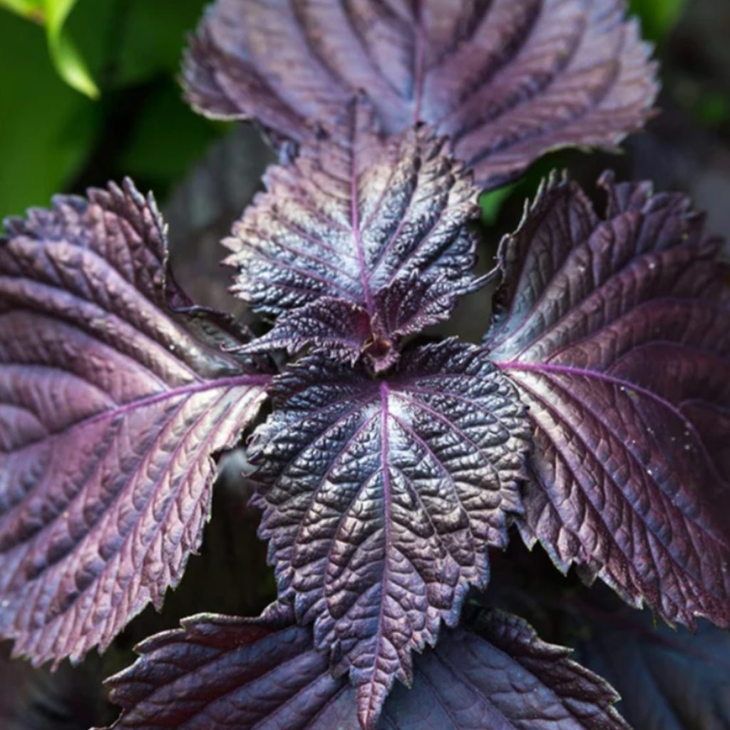 50 Red Perilla Shiso Seeds - Welldales