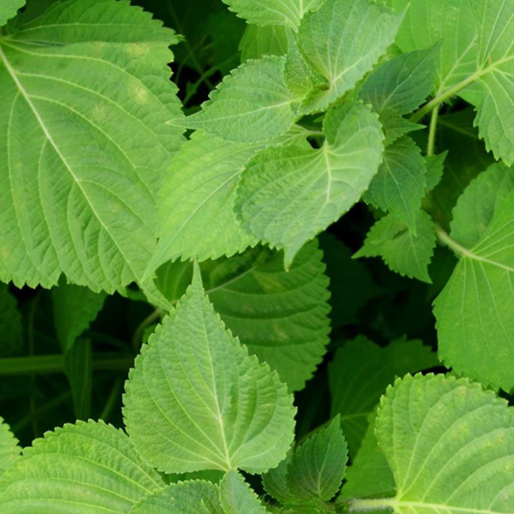 50 Super Green Perilla Shiso Seeds - Welldales