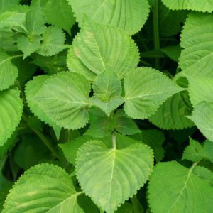 50 Super Green Perilla Shiso Seeds - Welldales