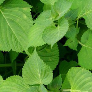 50 Super Green Perilla Shiso Seeds - Welldales