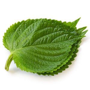 50 Super Green Perilla Shiso Seeds - Welldales