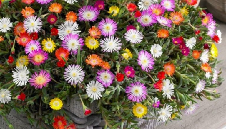 How to Sow Livingstone Daisy Ice Plant Seeds - Welldales