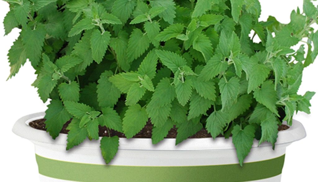 How to Sow Catnip Mint Seeds - Welldales