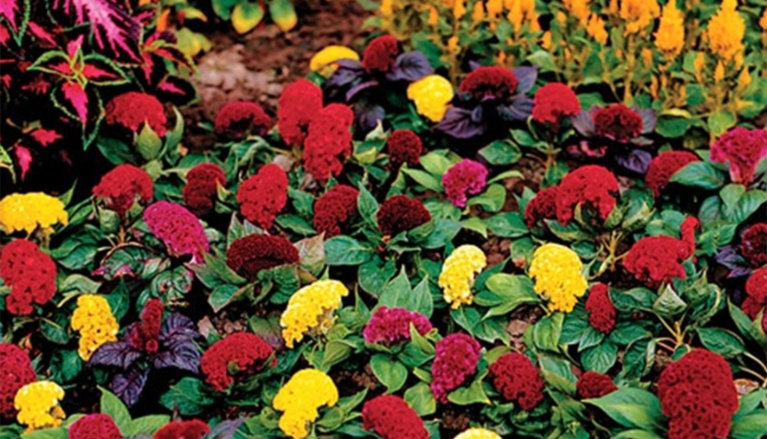 How to Sow Mixed Cockscomb Seeds - Welldales