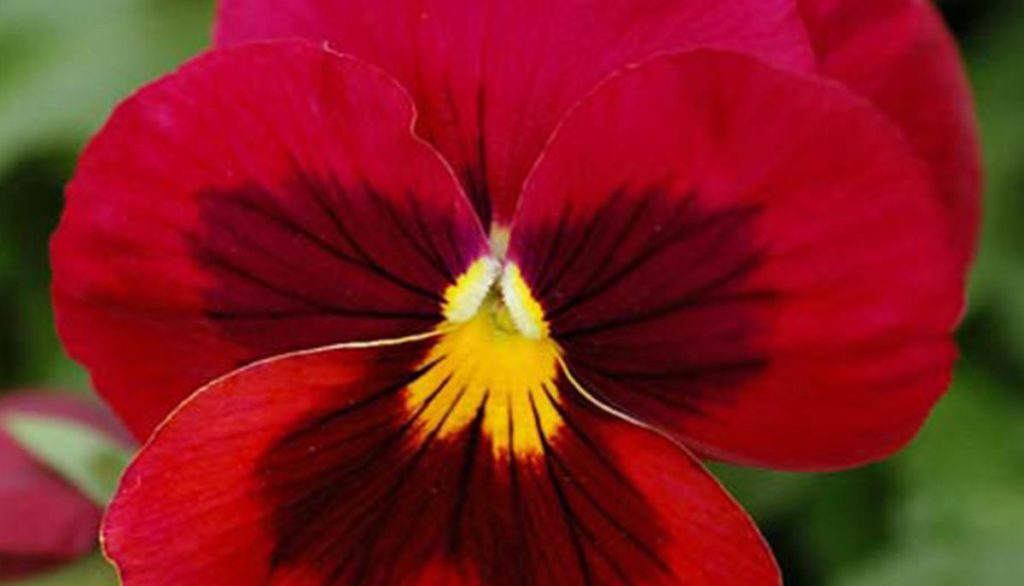 How to Sow Giant Red Pansy Seeds - Welldales