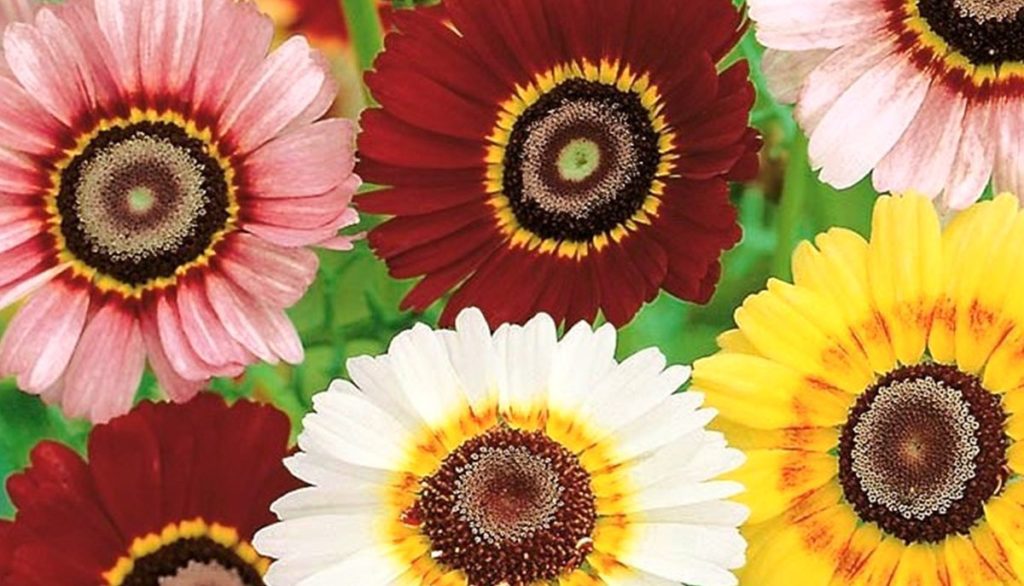 How to Sow Pastel Painted Daisy Seeds - Welldales