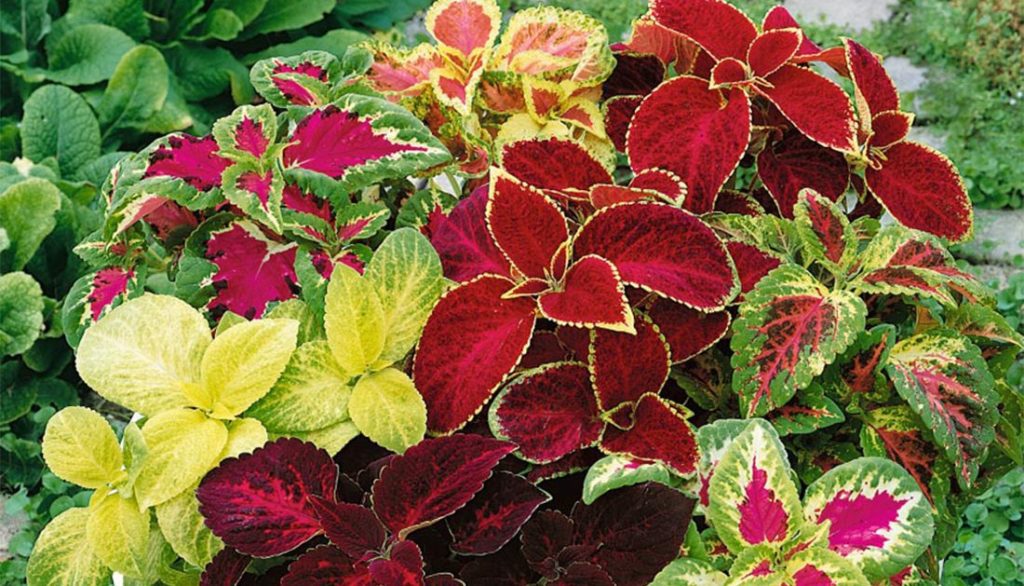 How to Sow Dwarf Coleus Rainbow Seeds - Welldales