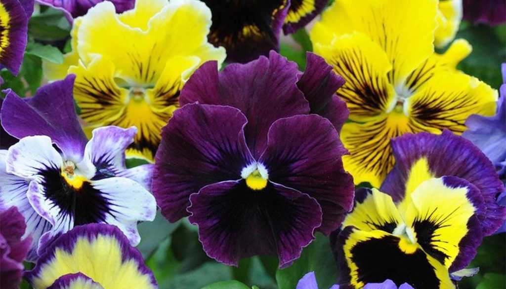 How to Sow Frilly Giant Winter Pansy Seeds - Welldales