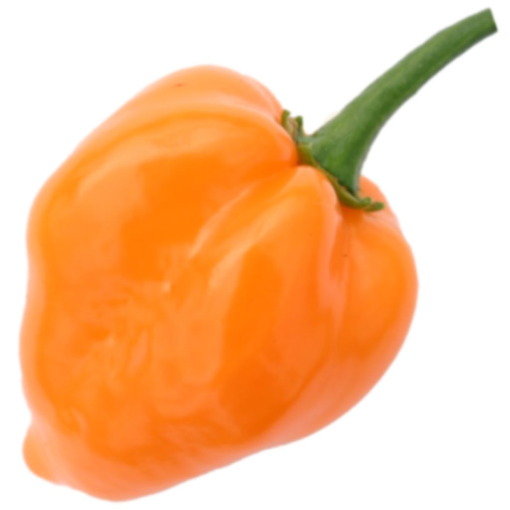 10 Giant Orange Habanero Chilli Pepper Seeds - Welldales