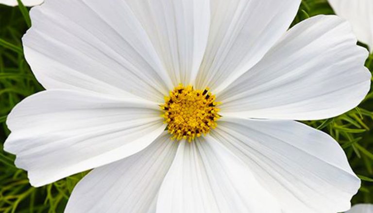 How to Sow Pure White Cosmos Seeds - Welldales
