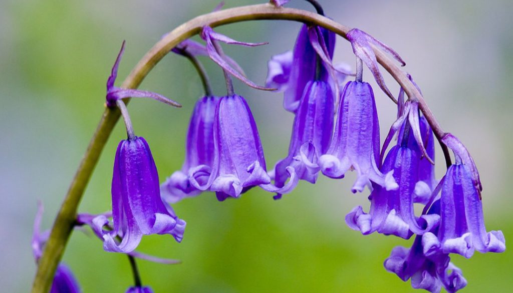 How to Sow English Bluebell Seeds - Welldales