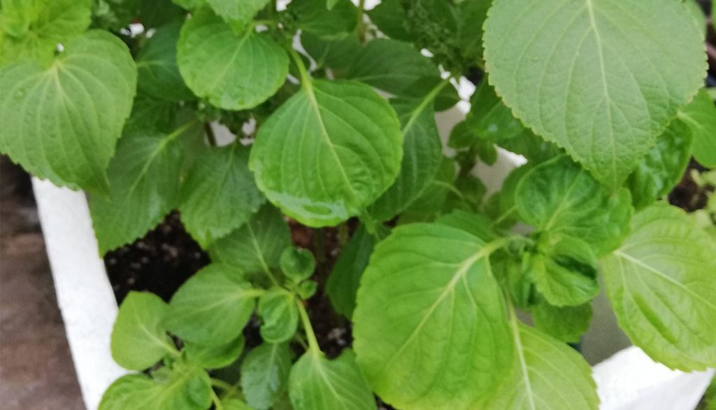How to Sow Super Green Perilla Shiso Seeds - Welldales