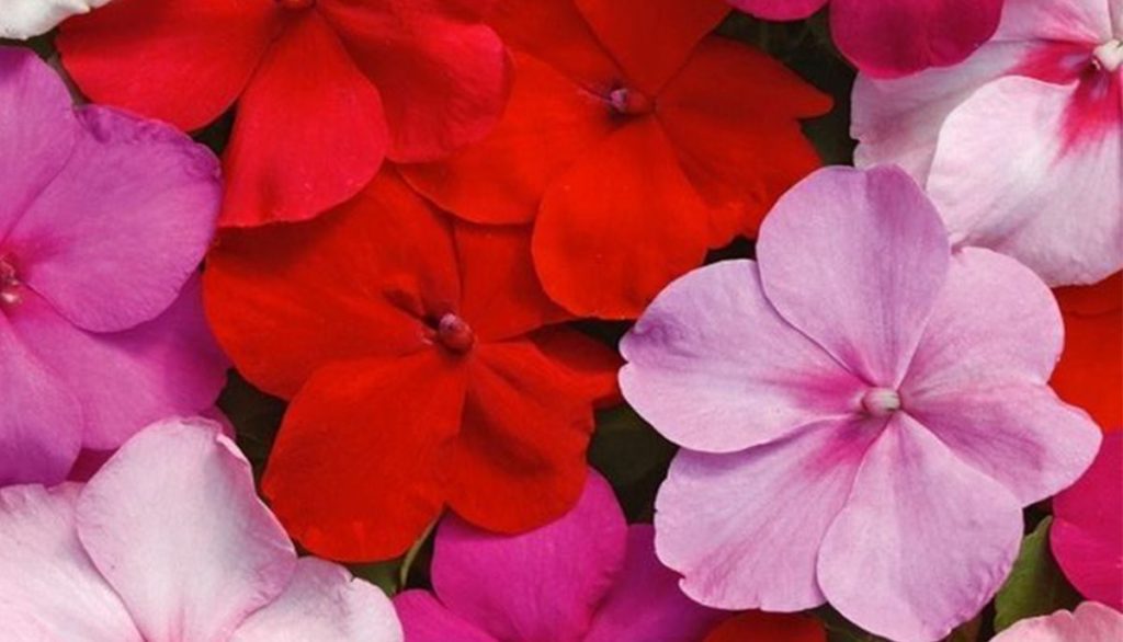 How to Sow Busy Lizzie Seeds - Welldales