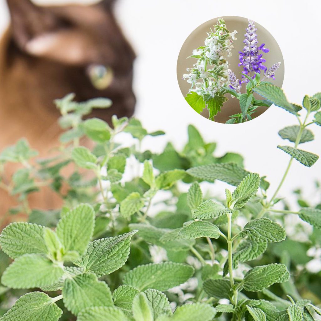 100 Mixed Purple & White Catnip Seeds - Welldales