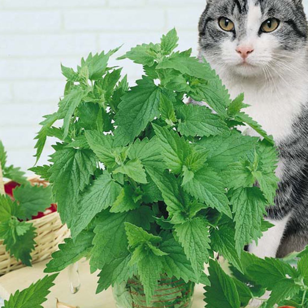 100 Mixed Purple & White Catnip Seeds - Welldales
