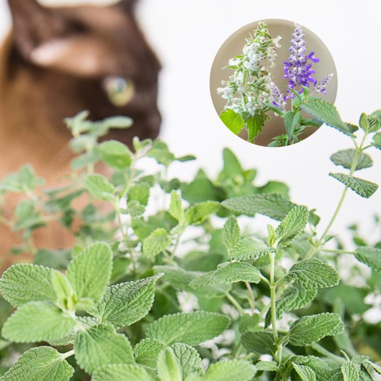 100 Mixed Purple & White Catnip Seeds - Welldales