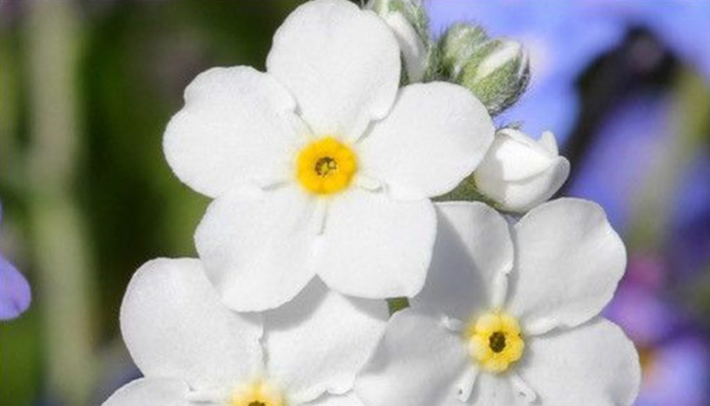 How to Sow Pure White Forget me Not Seeds - Welldales