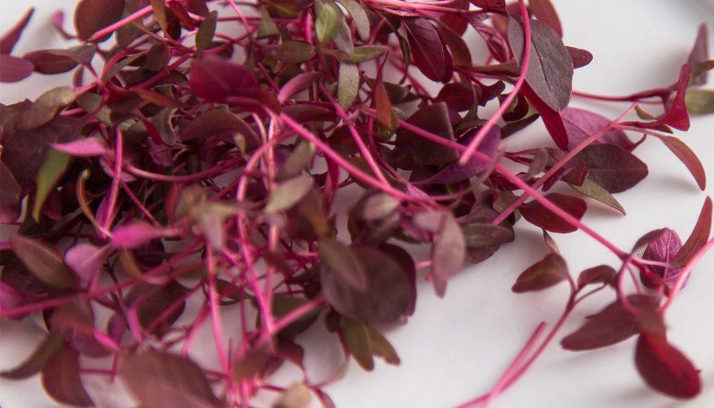 How to Sow Red Micro Amaranth Seeds - Welldales