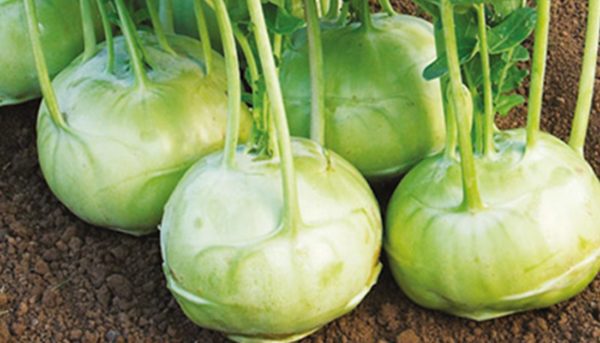 How to Sow Giant Kohl Rabi Superschmelz seeds - Welldales