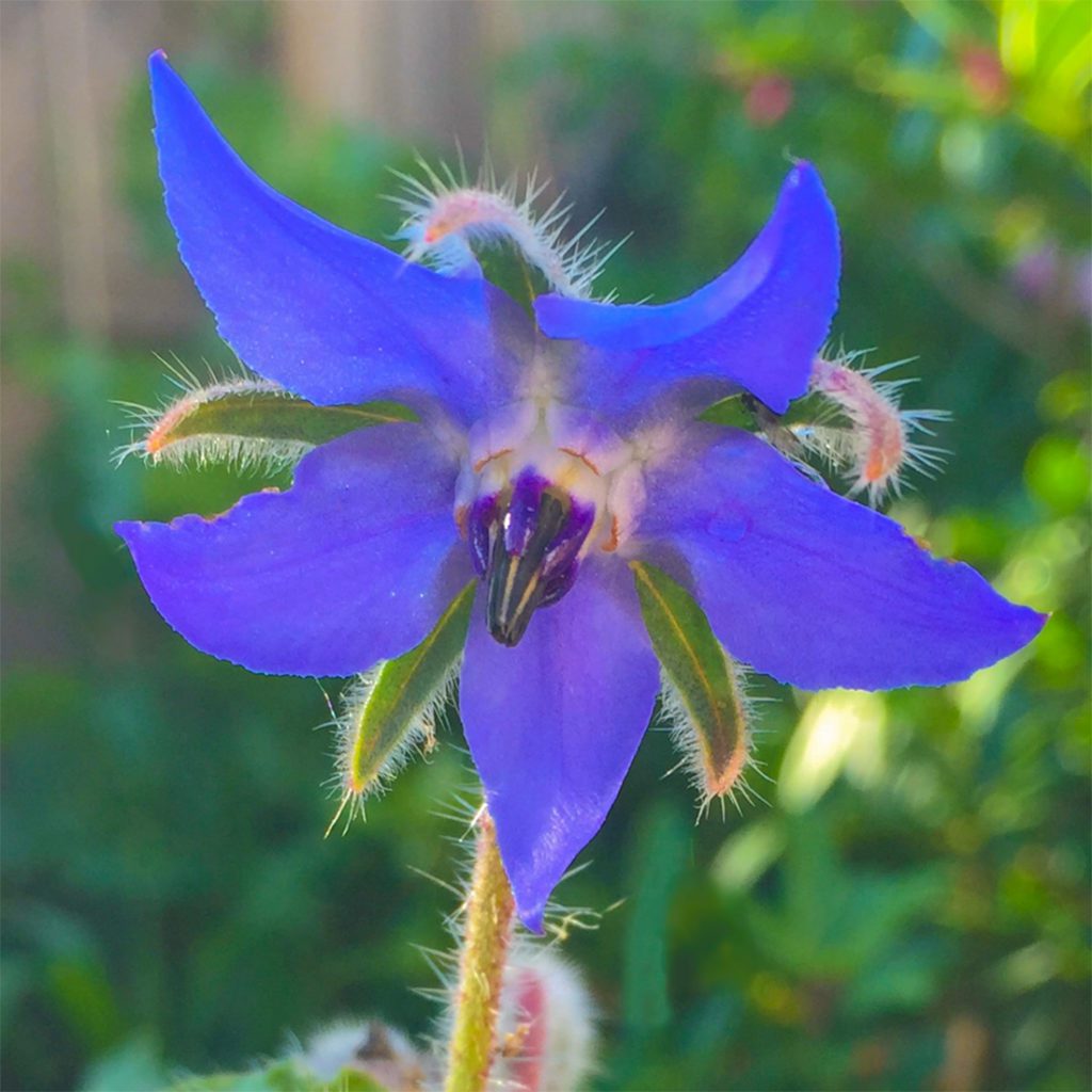 50 Herb Borage Blue Seeds - Welldales