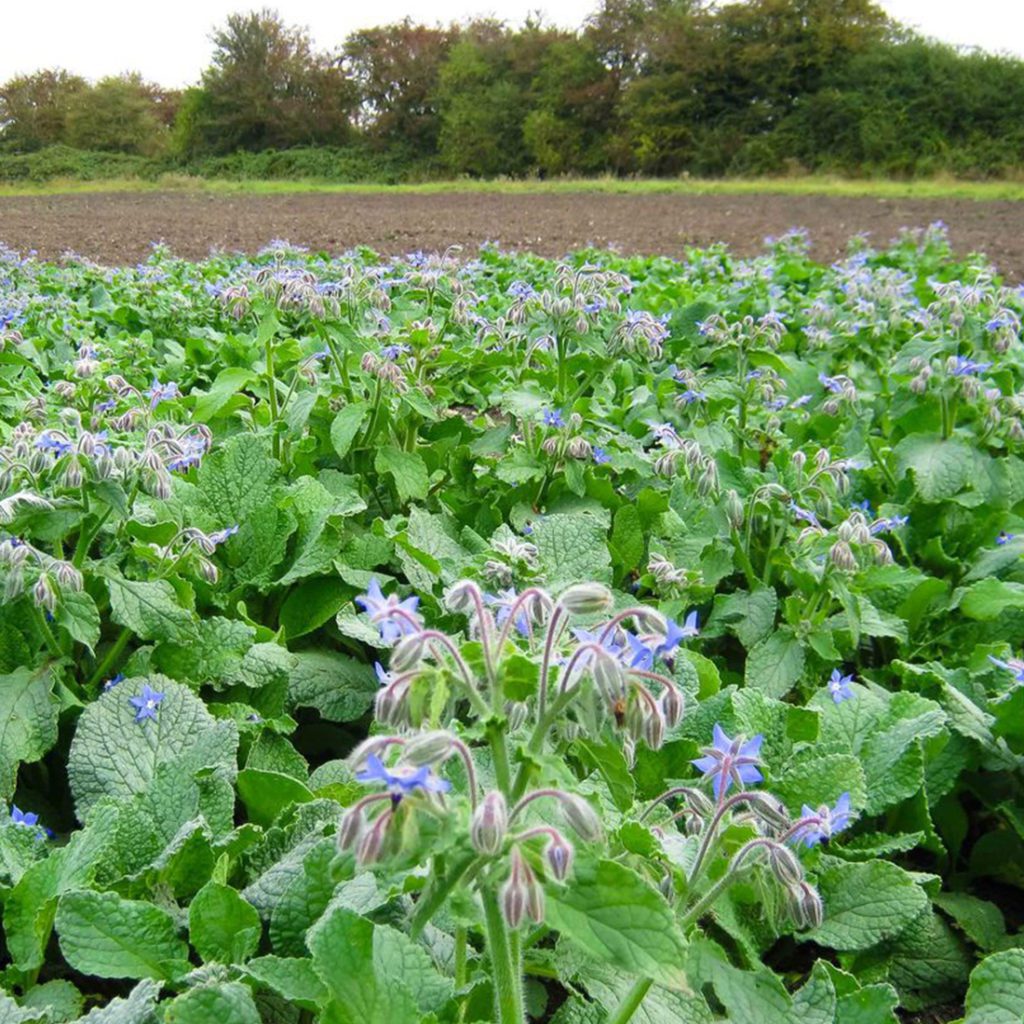 50 Herb Borage Blue Seeds - Welldales