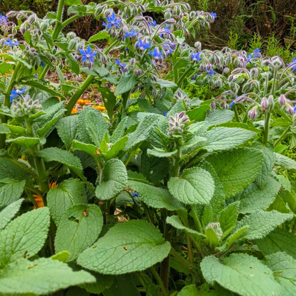 50 Herb Borage Blue Seeds - Welldales