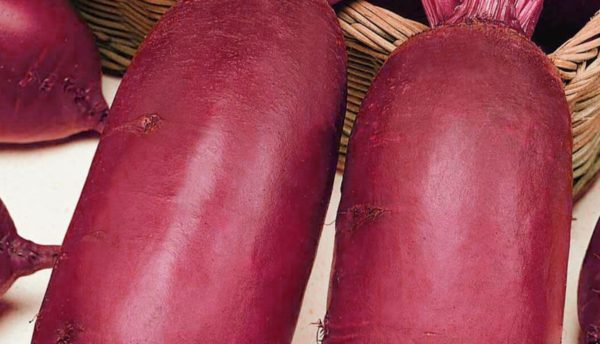 How to Sow Exhibition Long Beetroot Seeds - Welldales