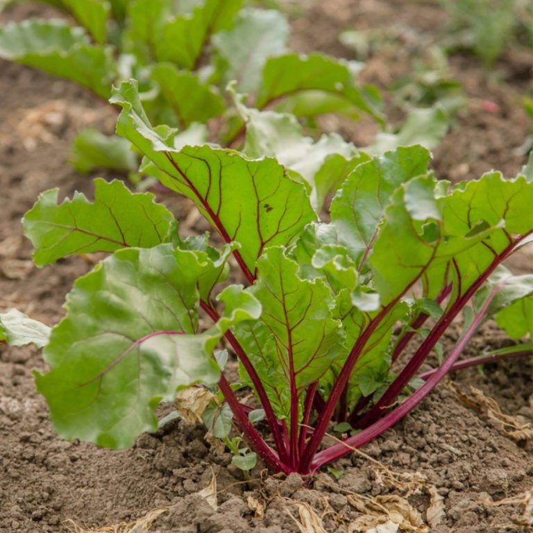 50 Exhibition Long Beetroot Seeds - Welldales
