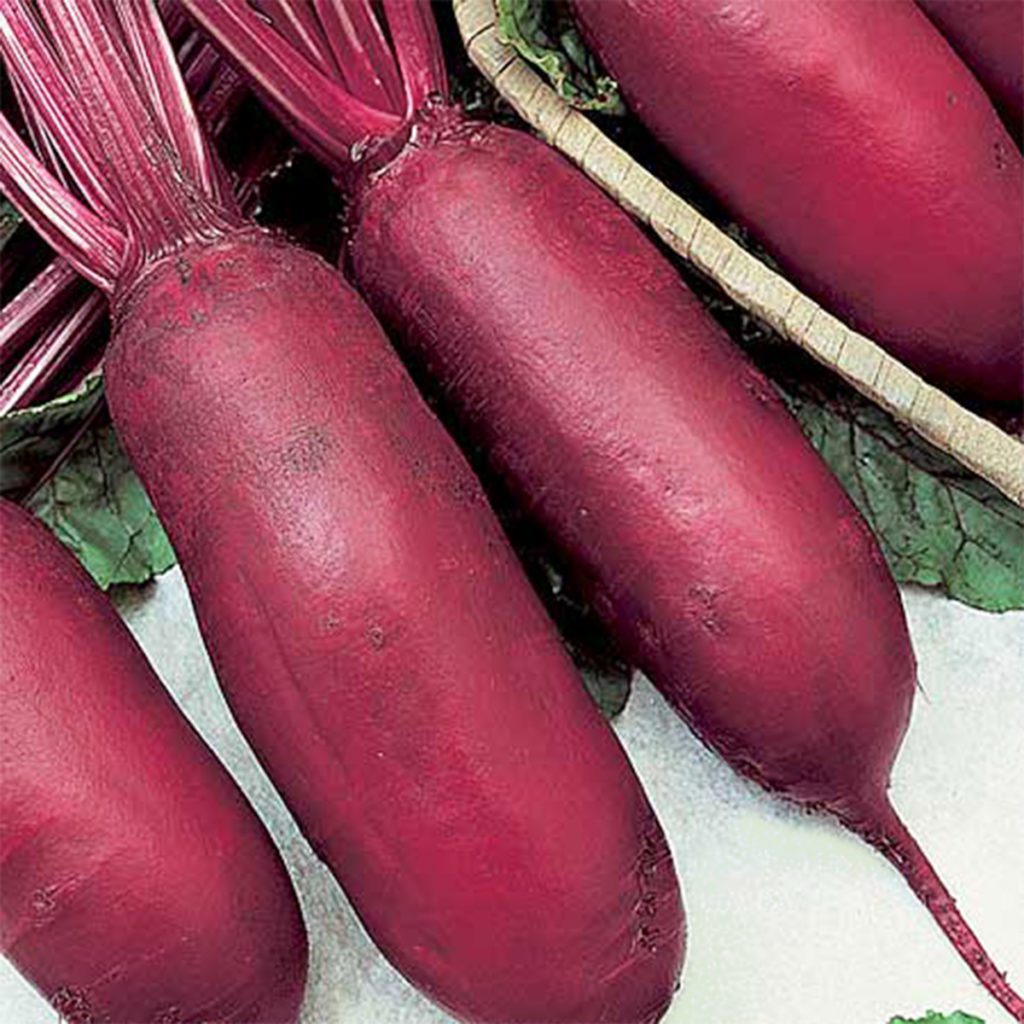 50 Exhibition Long Beetroot Seeds - Welldales