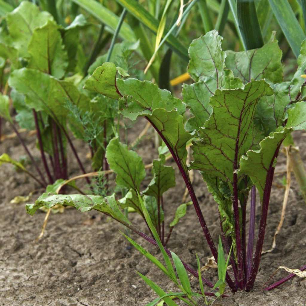 50 Exhibition Long Beetroot Seeds - Welldales