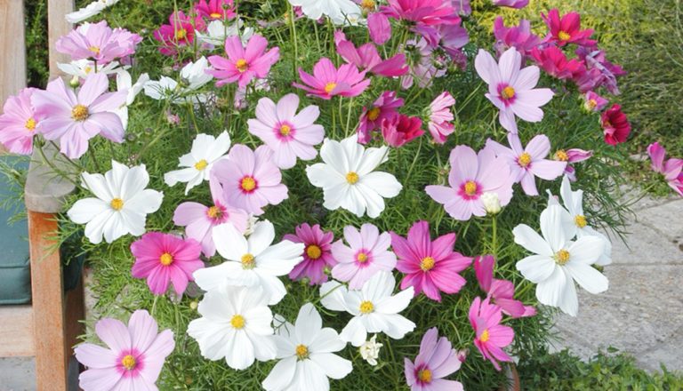 How to Sow Mixed Dwarf Cosmos Flower Seeds - Welldales