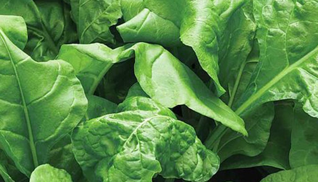 How to Sow Winter Perpetual Spinach Seeds - Welldales
