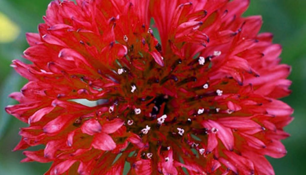 How to Sow Rosy Red Cornflower Seeds - Welldales