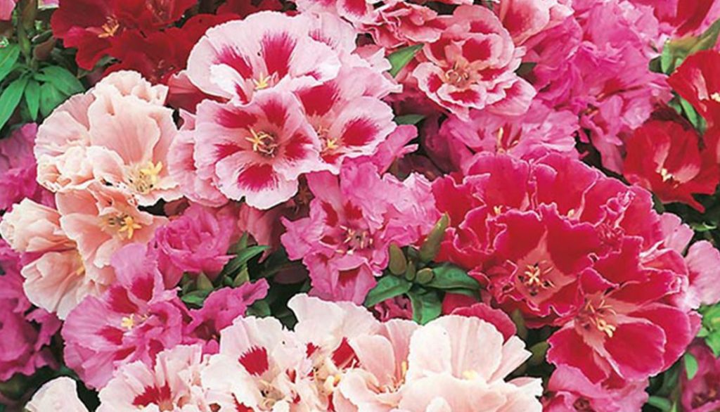 How to Sow Mixed Godetia Azalea Pink Seeds - Welldales