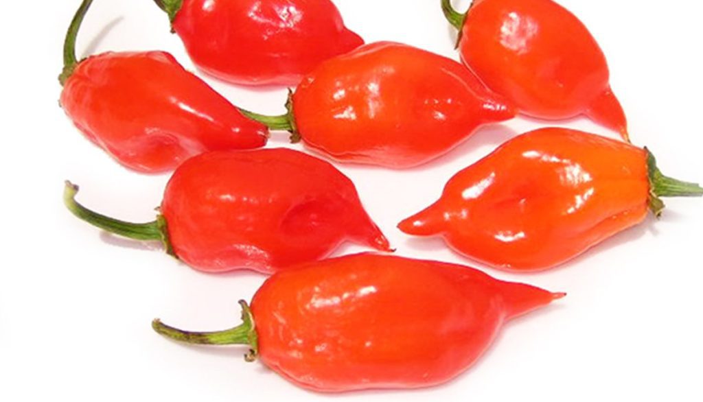 How to Sow Giant Lantern Habanero Chilli Seeds - Welldales