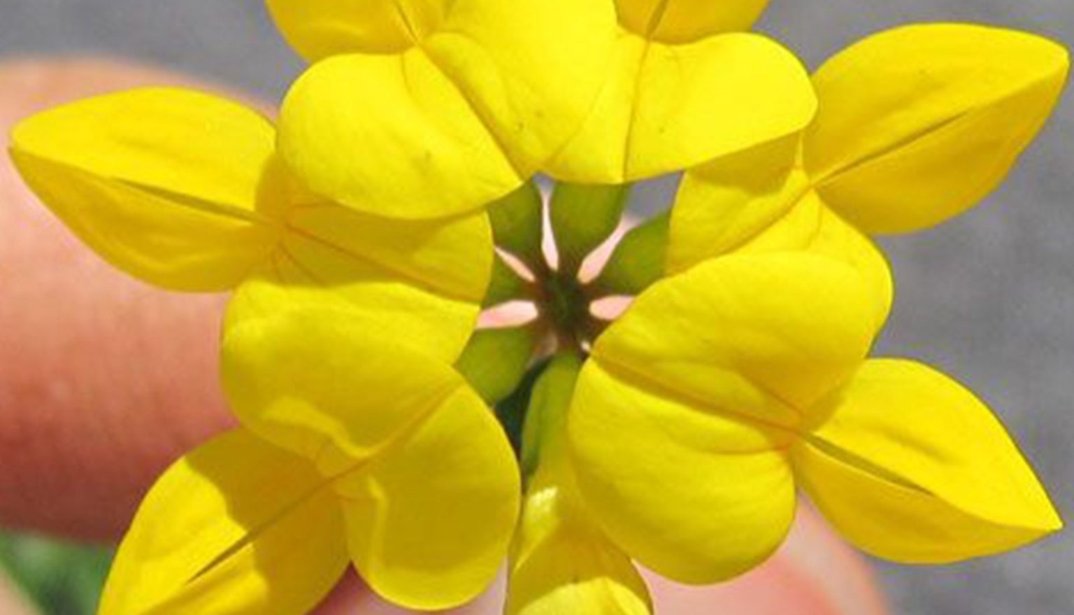 How to Sow Birdsfoot Trefoil British Lotus Seeds - Welldales
