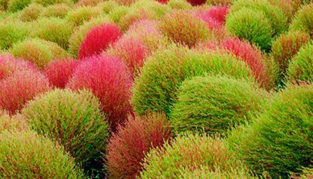 How to Sow Burning Bush Shrub Seeds - Welldales