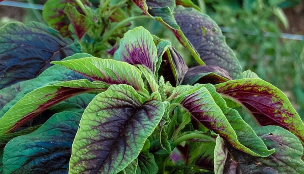 How to Sow Caribbean Callaloo Tri Colour Seeds - Welldales