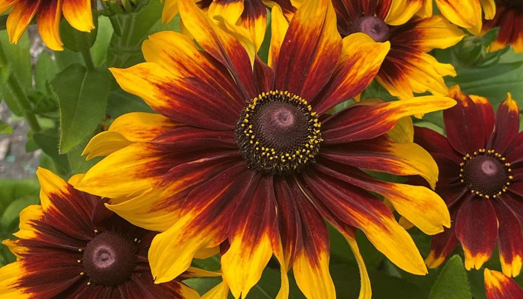 How To Sow Double Daisy Autumn Rudbeckia Seeds - Welldales