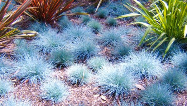 How to Sow Fescue Blue Grass Seeds - Welldales