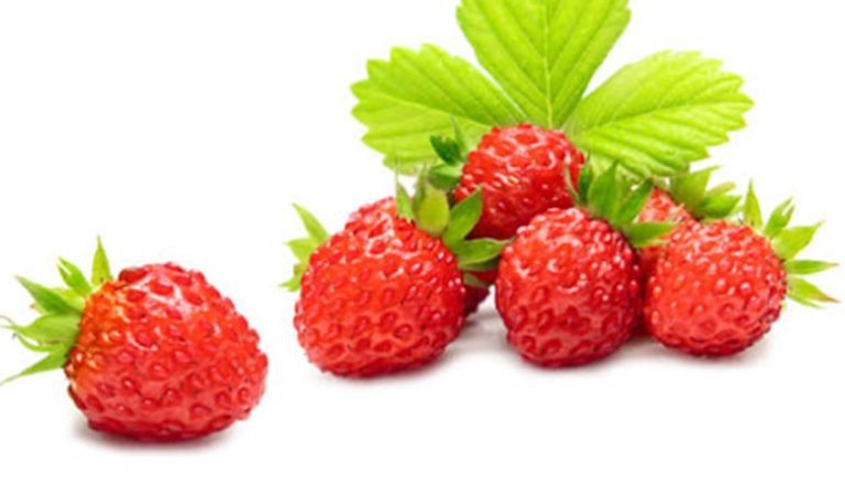 How to Sow Mini Alpine Strawberry Seeds - Welldales