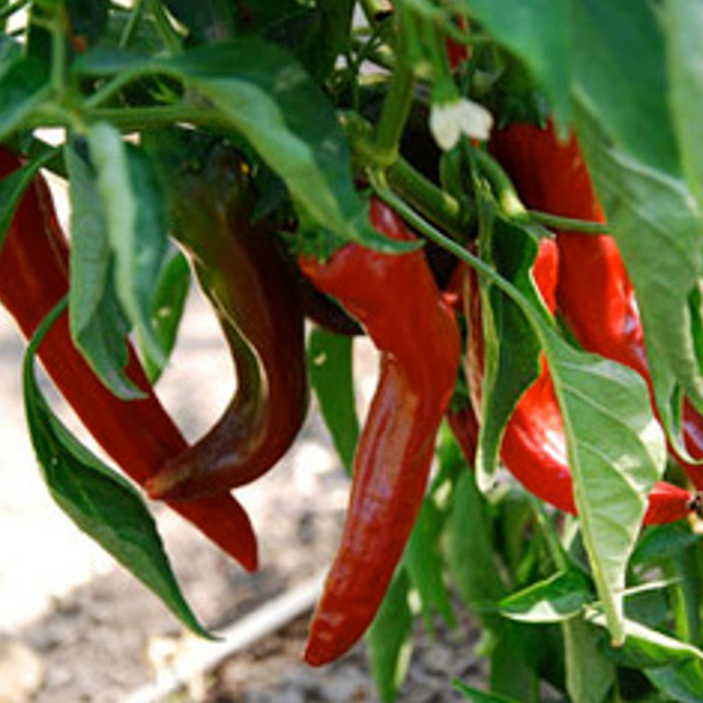 10 Giant Numex Sandia Chilli Seeds - Welldales