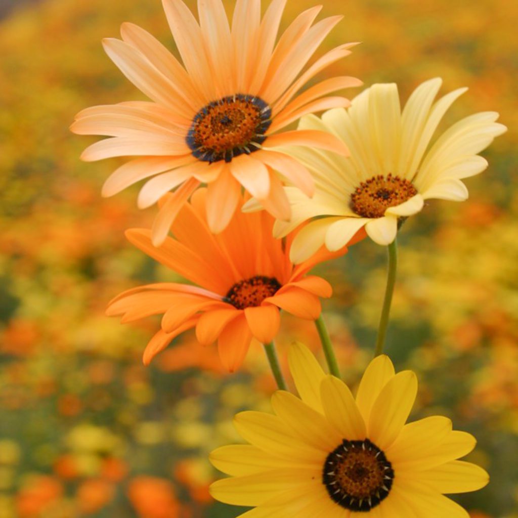 50 Mixed Pastel African Daisy Seeds - Welldales