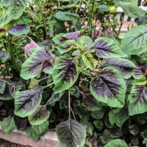 50 Tri Colour Caribbean Callaloo Seeds - Welldales